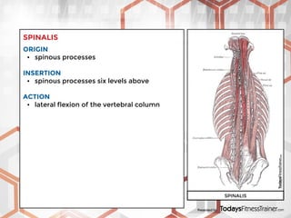 CORE Essentials | PDF