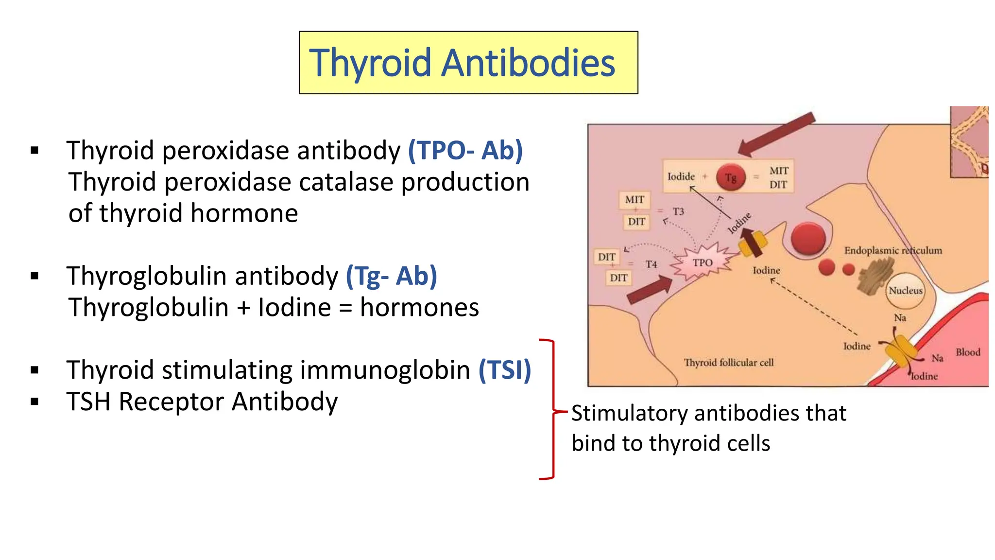 TFT interpretation- TSH, T4, T3, TPO Antibodies.pptx