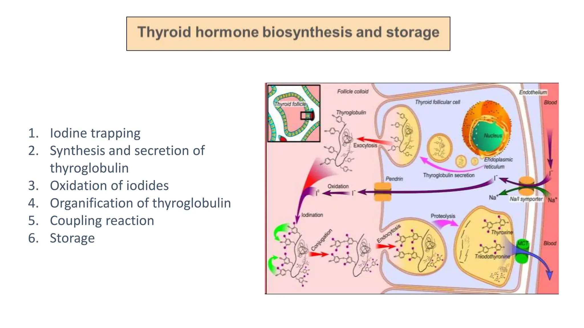 TFT interpretation- TSH, T4, T3, TPO Antibodies.pptx
