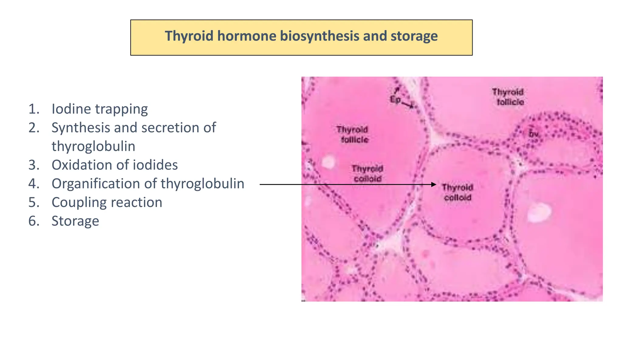 TFT interpretation- TSH, T4, T3, TPO Antibodies.pptx
