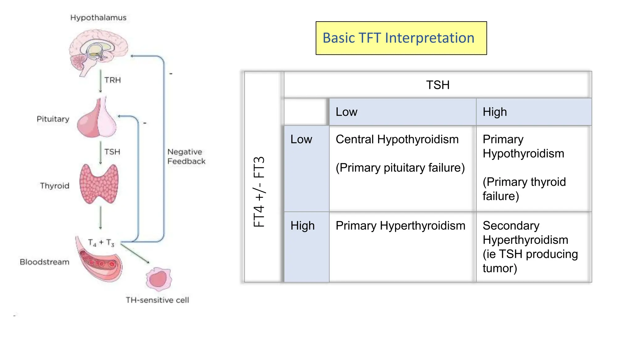 TFT interpretation- TSH, T4, T3, TPO Antibodies.pptx