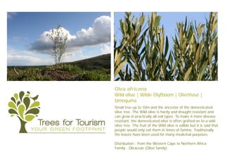Reforestation tree species Trees for Tourism | PPT