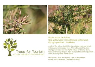 Reforestation tree species Trees for Tourism | PPT