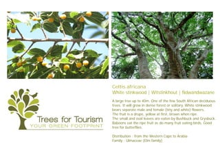 Reforestation tree species Trees for Tourism | PPT