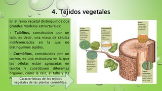 Unidad 4. histologia_y_fisiología_vegetal | PPTX