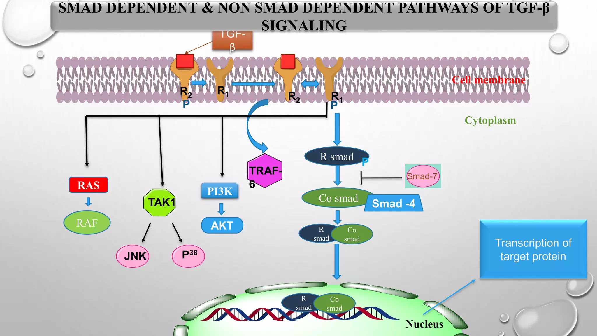 Tgf beta signalling pathway | PPTX