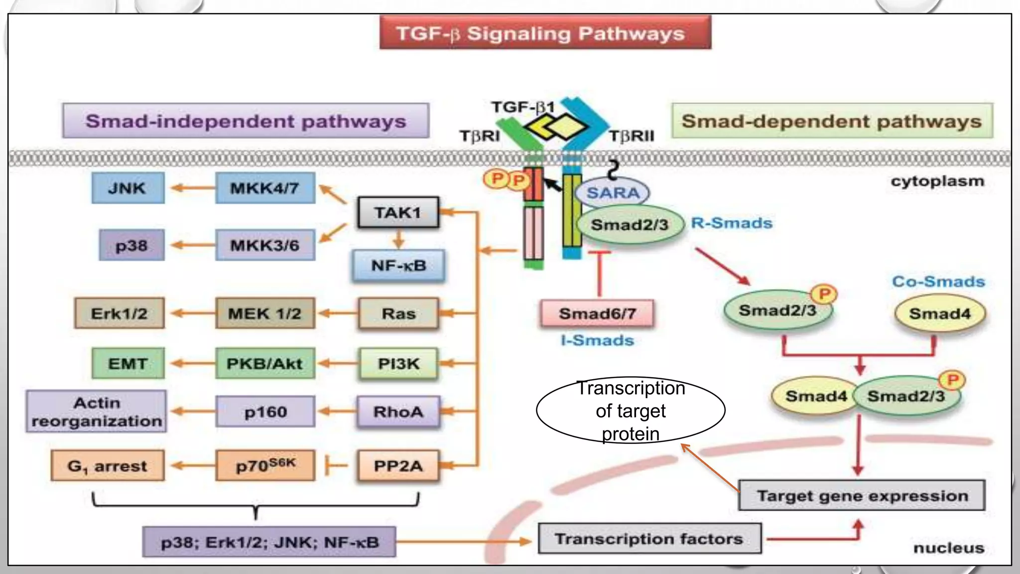 Tgf beta signalling pathway | PPTX