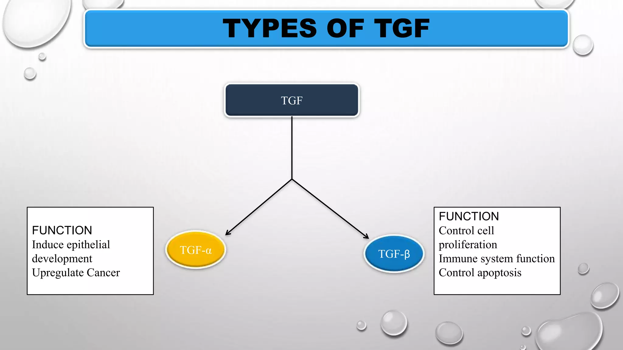Tgf beta signalling pathway | PPTX