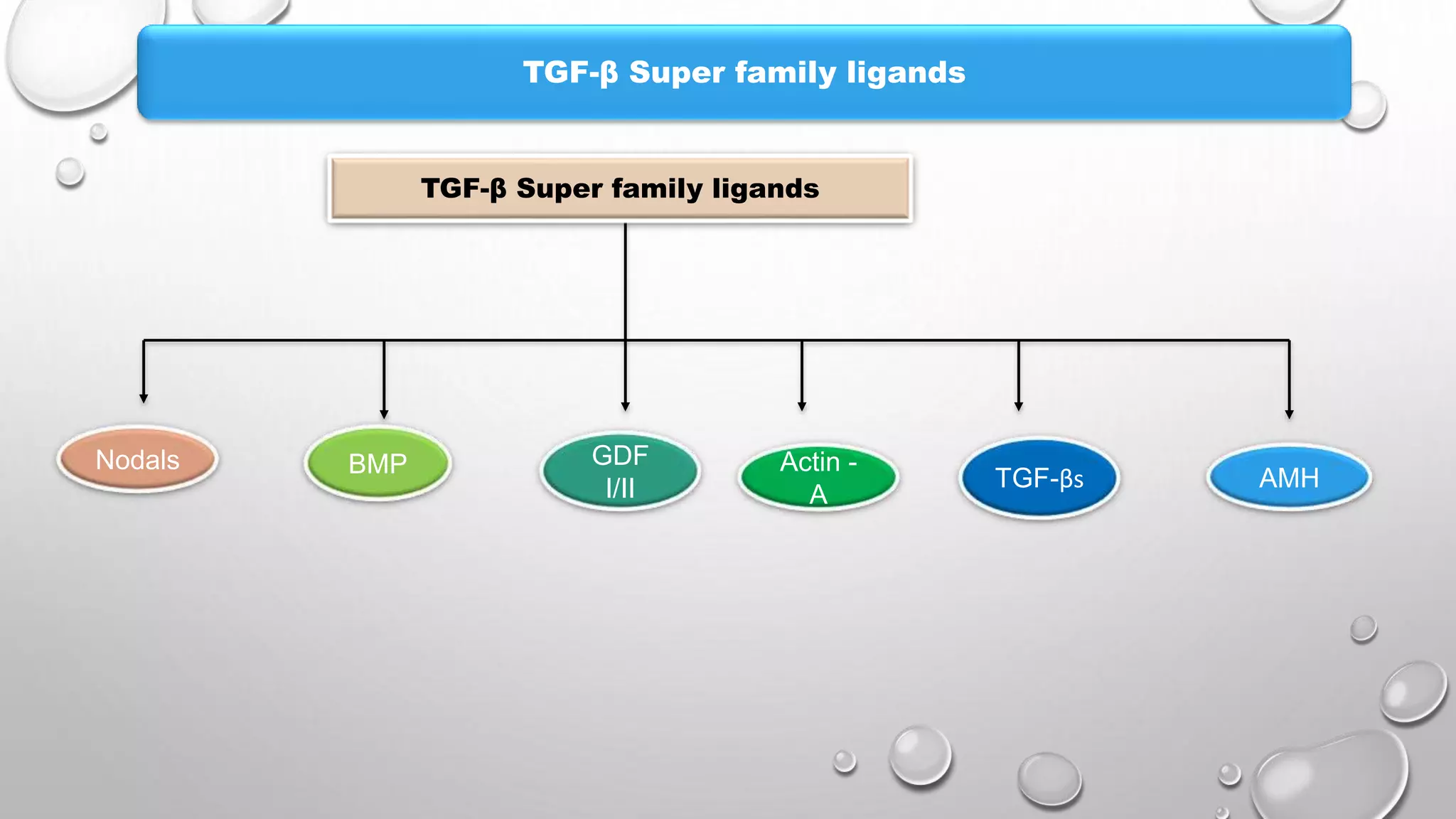 Tgf beta signalling pathway | PPTX