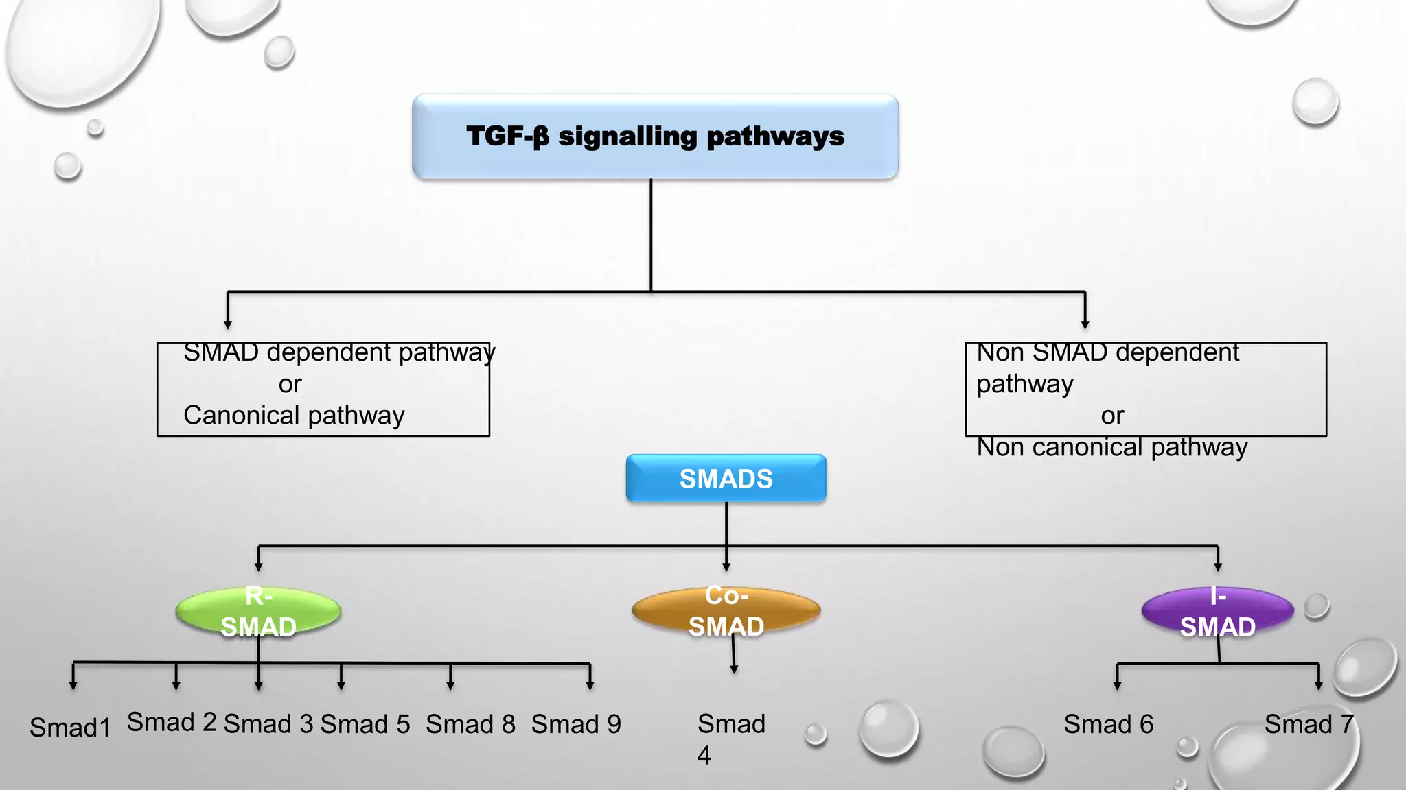Tgf beta signalling pathway | PPTX