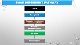 Tgf beta signalling pathway | PPTX