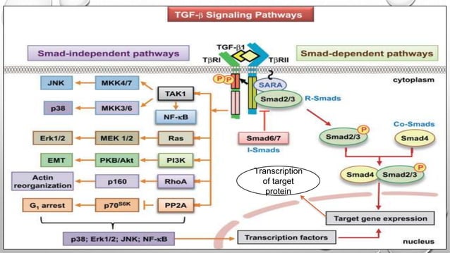 Tgf beta signalling pathway