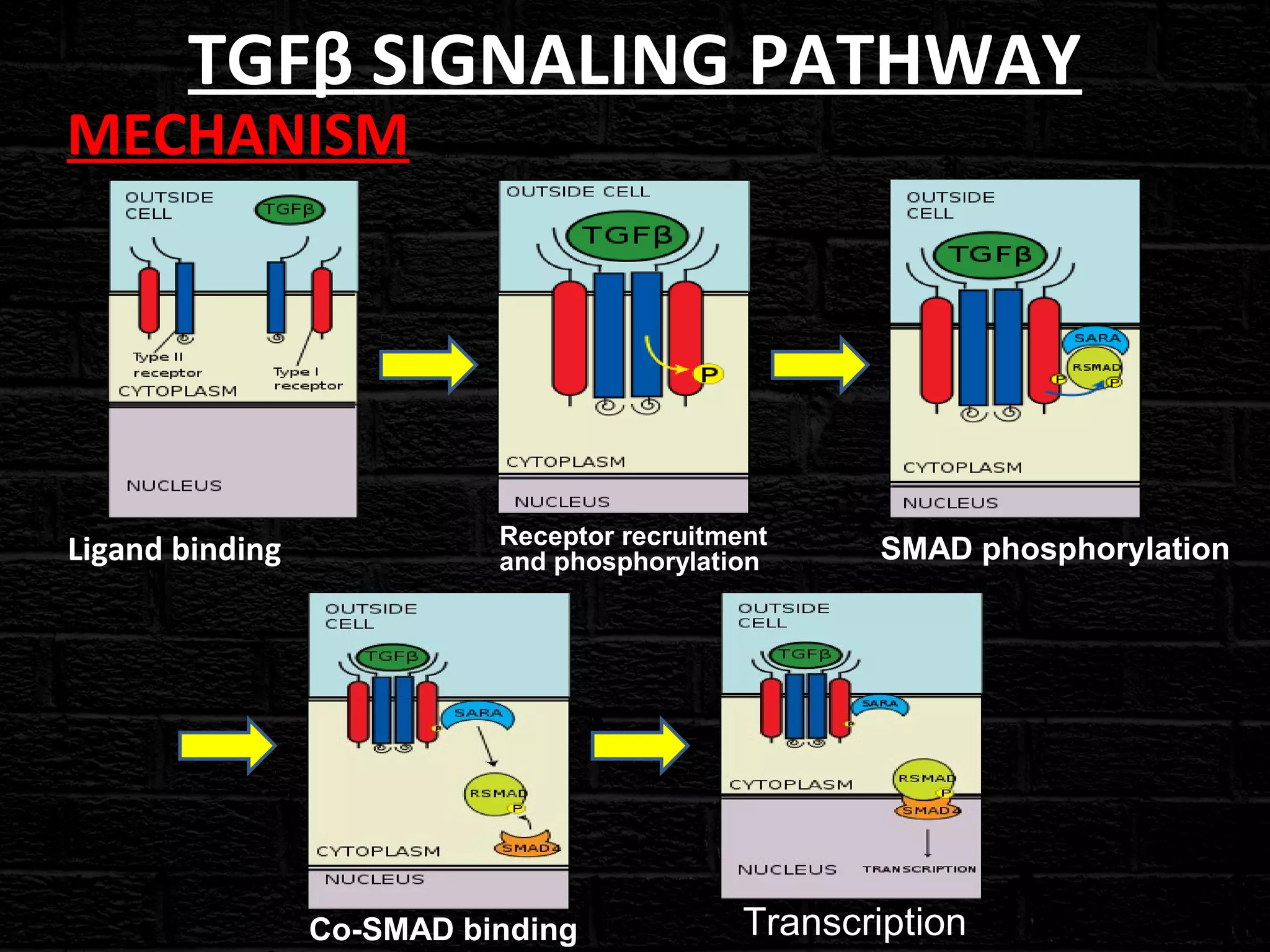 Tgfβ activation and signaling | PPT