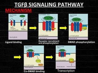 Tgfβ activation and signaling | PPT