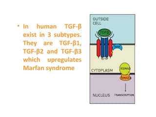 Tgfβ activation and signaling | PPT