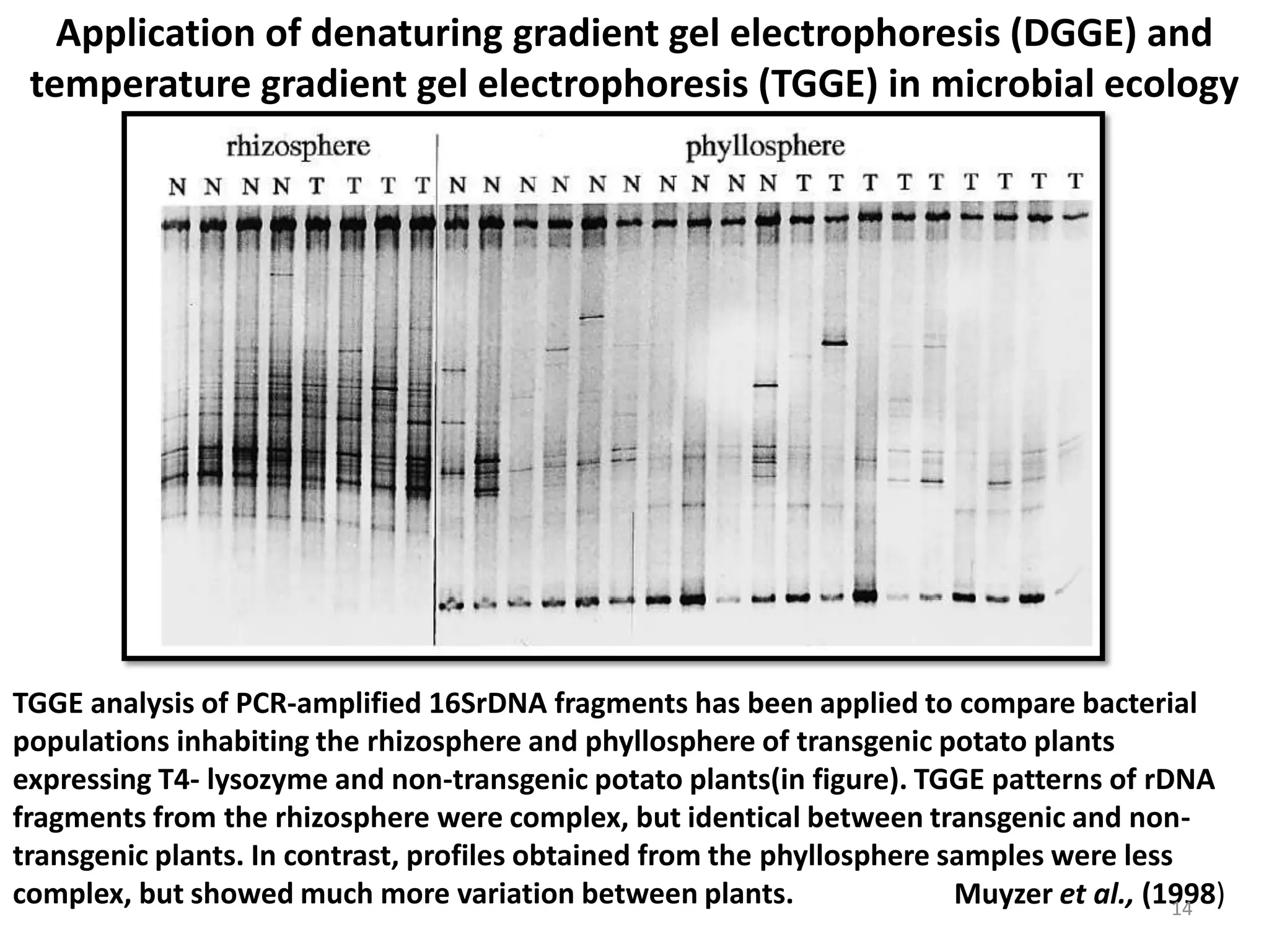 Temperature Gradient Gel Electrophoresis | PPTX