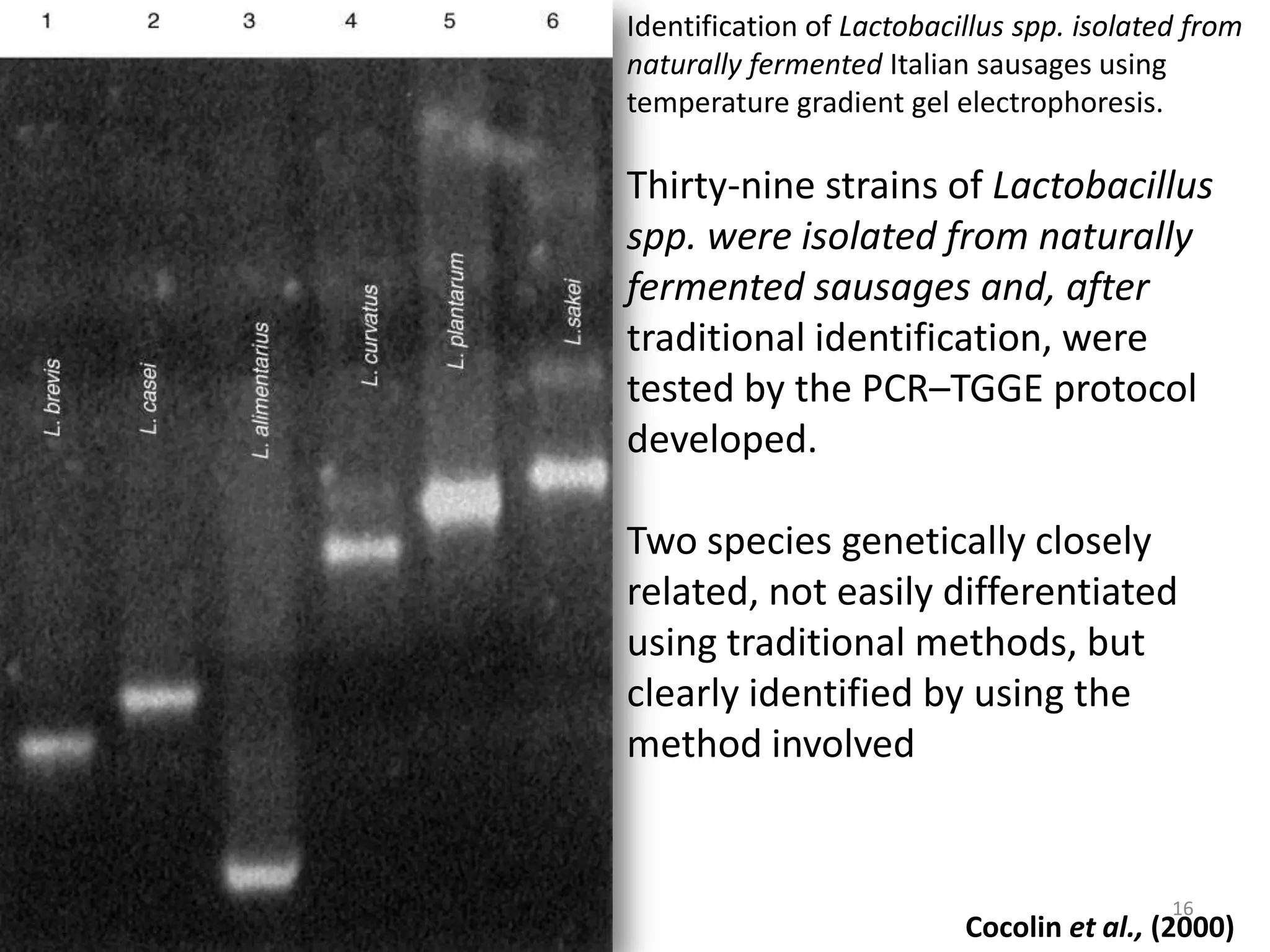 Temperature Gradient Gel Electrophoresis | PPTX