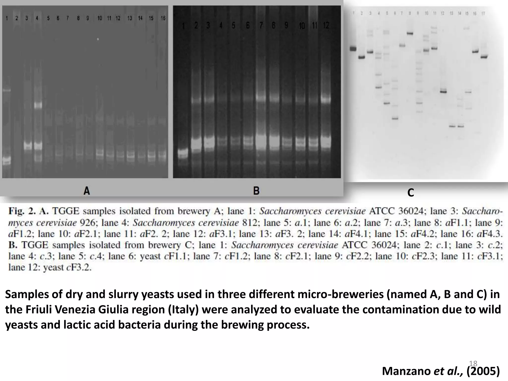 Temperature Gradient Gel Electrophoresis | PPTX