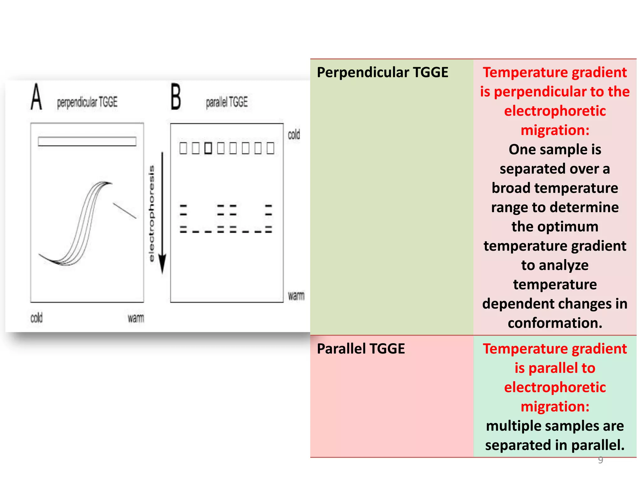 Temperature Gradient Gel Electrophoresis | PPTX