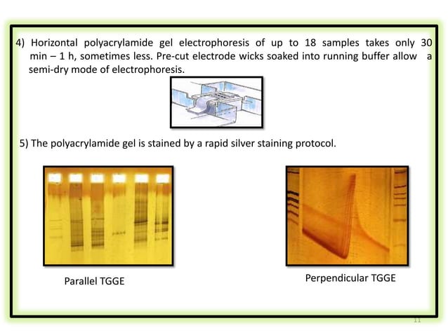 Temperature Gradient Gel Electrophoresis | PPTX
