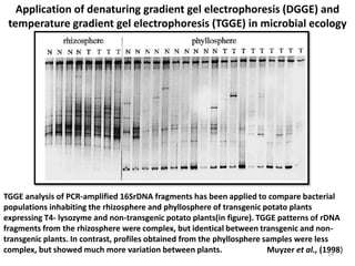 Temperature Gradient Gel Electrophoresis | PPTX