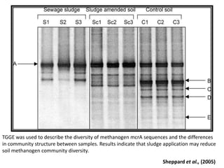 Temperature Gradient Gel Electrophoresis | PPTX