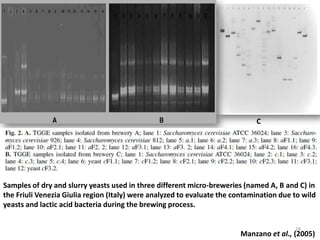 Temperature Gradient Gel Electrophoresis | PPTX
