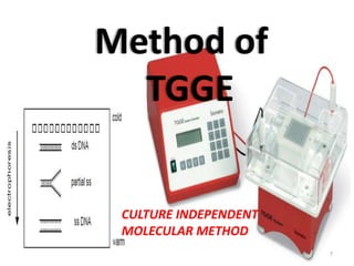 Temperature Gradient Gel Electrophoresis | PPTX