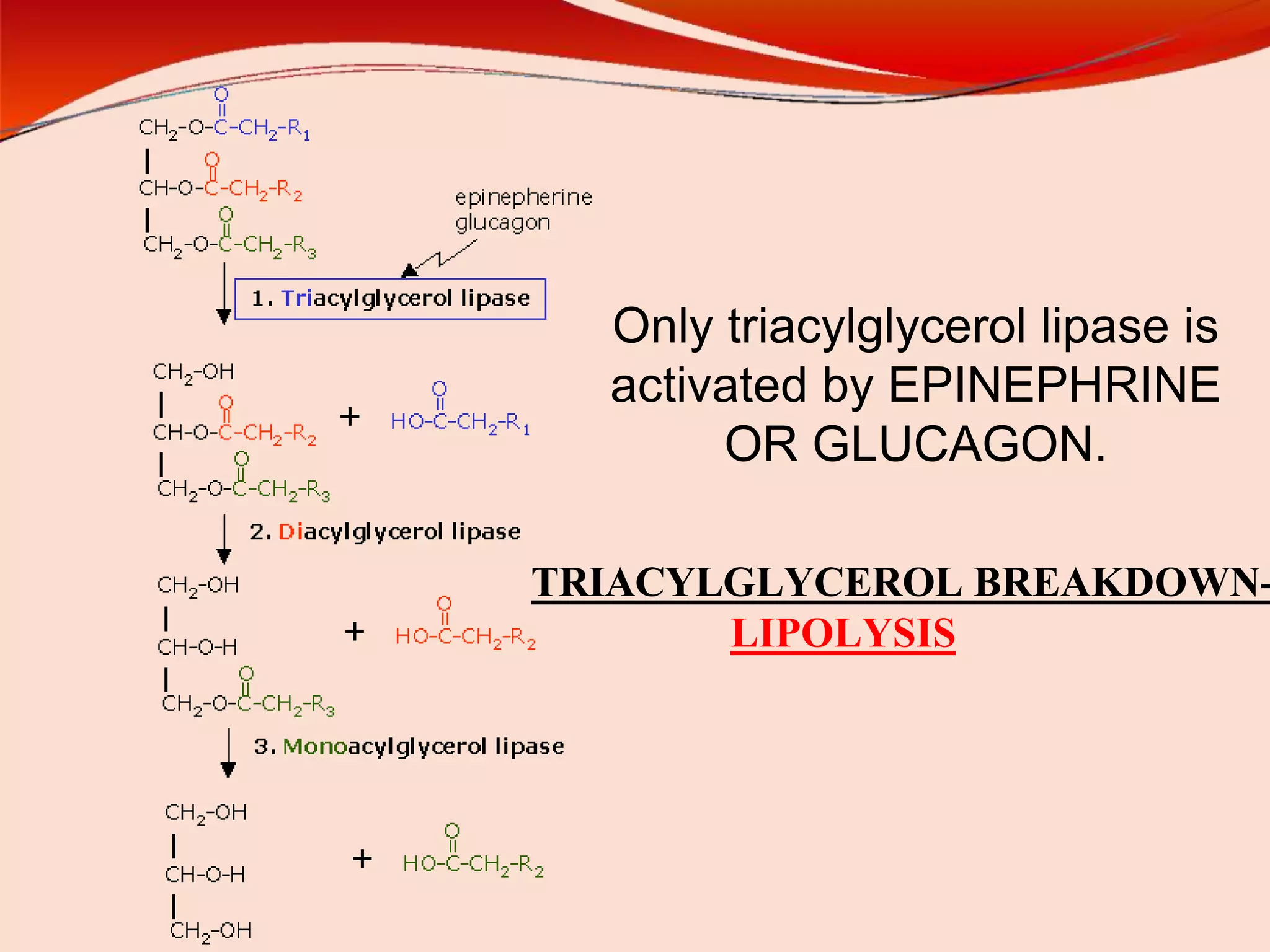 TGL AND ADIPOSE TISSUE METABOLISM-MBBS 2022-23.pptx