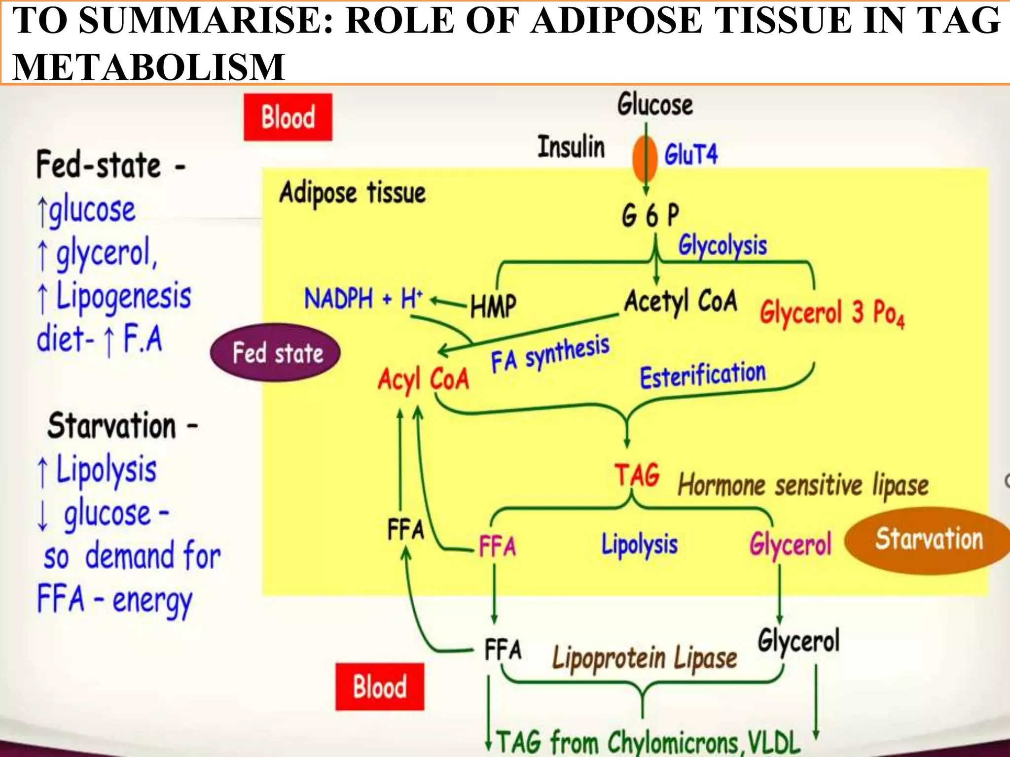TGL AND ADIPOSE TISSUE METABOLISM-MBBS 2022-23.pptx
