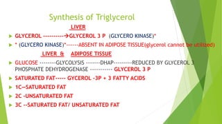 Tg metabolism final | PDF | Endocrine and Metabolic Diseases | Diseases ...