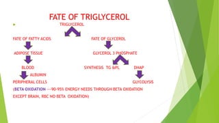 Tg metabolism final | PDF | Endocrine and Metabolic Diseases | Diseases ...