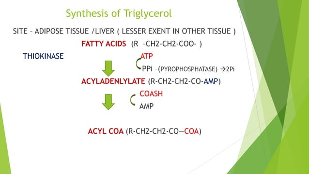 Tg metabolism final | PDF | Endocrine and Metabolic Diseases | Diseases ...