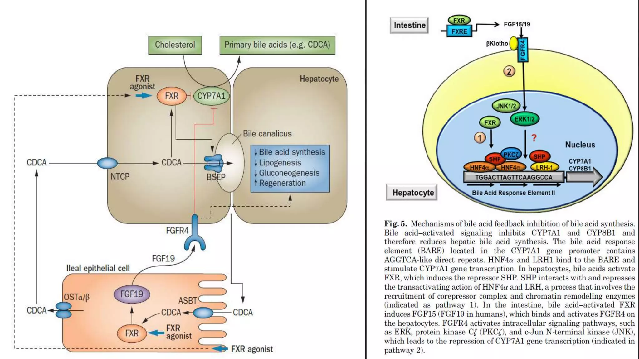 Tgr5 and bile acide receptor | PPT