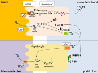 Tgr5 and intestinal mucosa | PPTX