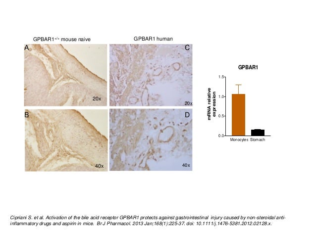 TGR5 (GPBAR1) and intestinal immunity