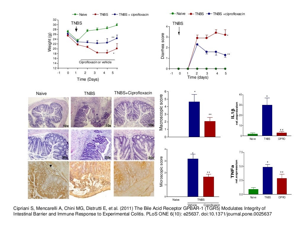 TGR5 (GPBAR1) and intestinal immunity