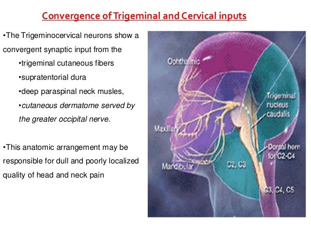 Trigeminovascular system seminar