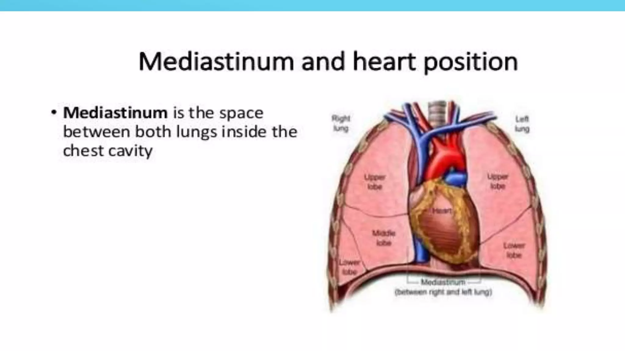 mediastinum | PPTX