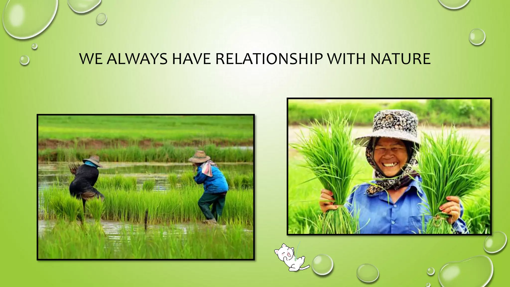 Thai blessing ceremony for rice | PPTX | Asia Travel | Travel Locations