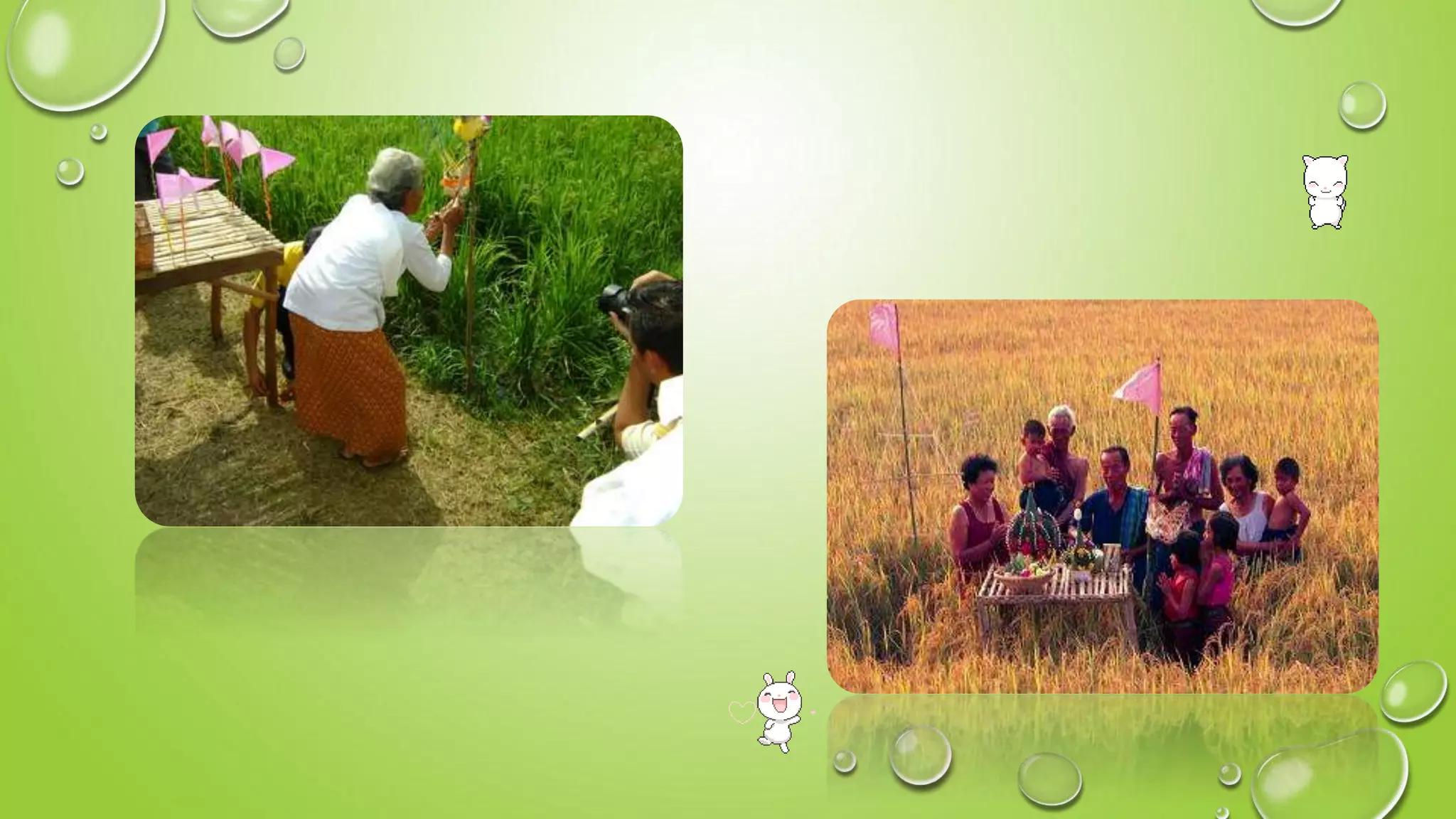 Thai blessing ceremony for rice | PPTX | Asia Travel | Travel Locations