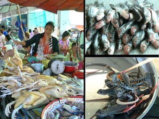 Thailand's Isan Region Part 4 | PPT