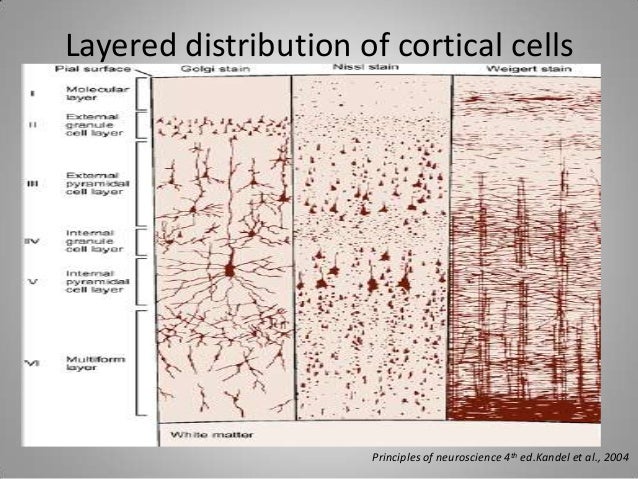 Thalamocortical organization