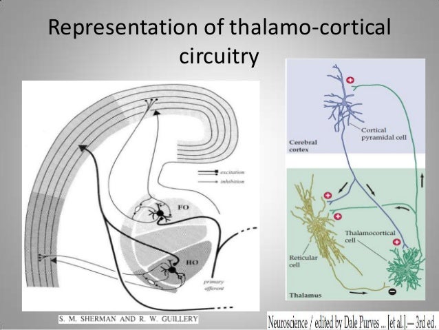 Thalamocortical organization