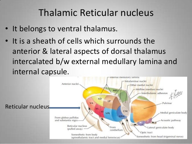 Thalamocortical organization