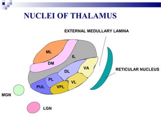 Thalamus | PPT