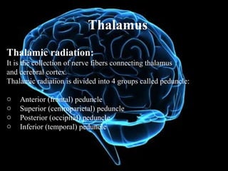 Thalamus | PPT