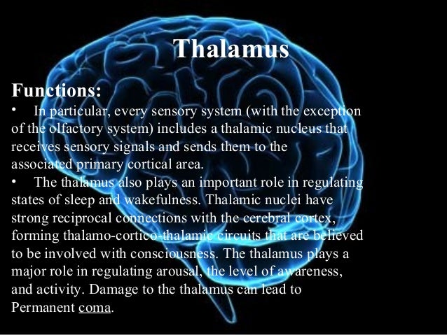 Thalamus