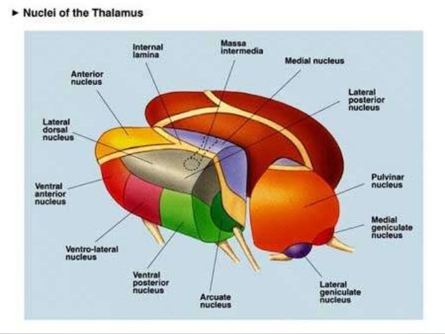 Thalamus