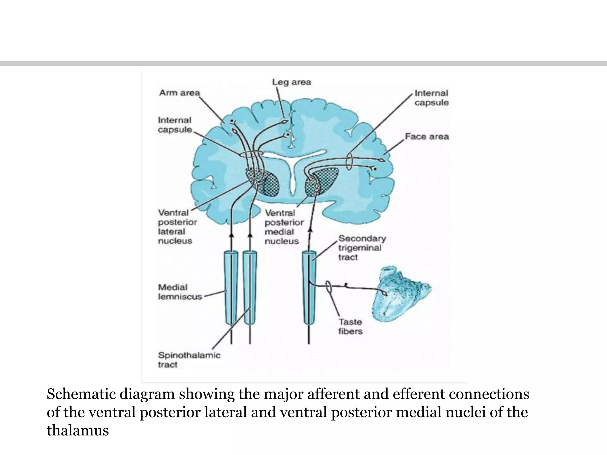 Thalamus | PPTX